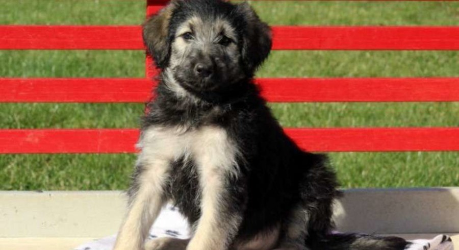Shepadoodle.Meet Tandy a Puppy for Adoption.