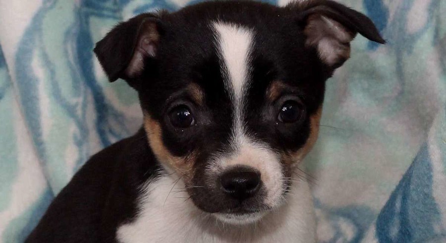 Rat Terrier Mix.Meet Murphy a Puppy for Adoption.