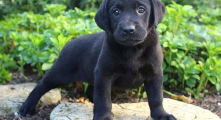 Black Labrador Retriever.Meet Bella a Puppy for Adoption.