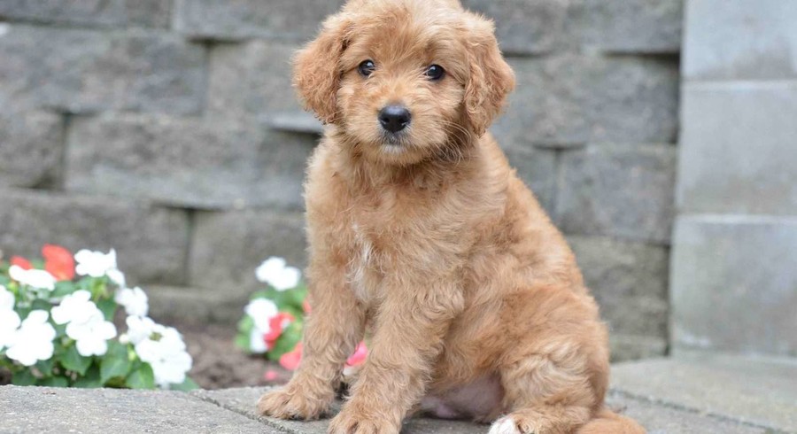 Mini Goldendoodle.Meet Tanner a Puppy for Adoption.