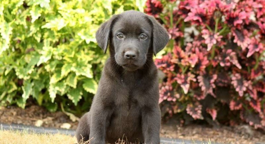 Black Labrador Retriever.Meet Anne a Puppy for Adoption.