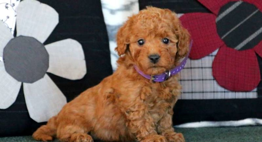Mini Goldendoodle.Meet Kay a Puppy for Adoption.